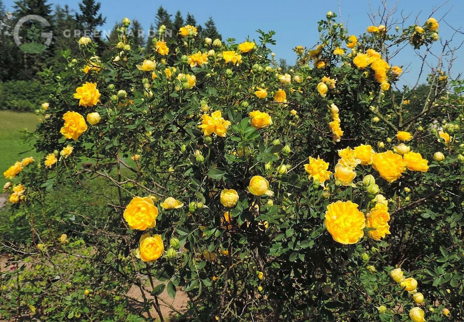 Купити Persian Yellow (Персі́ан Є́ллоу) в інтернет-магазині Green Jardin